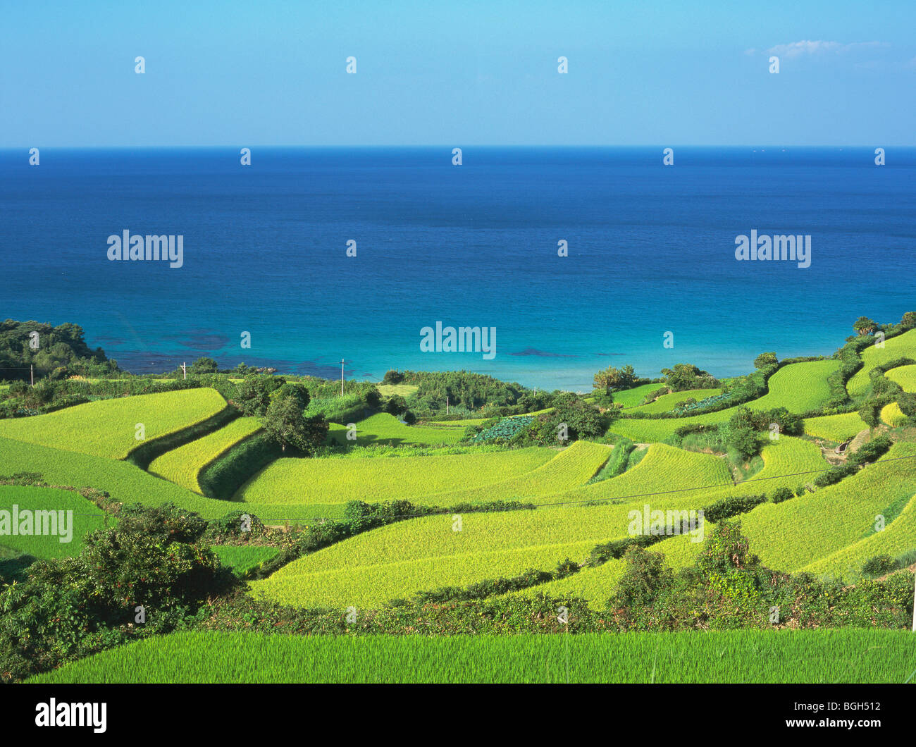 Terraced rice paddies, Nagato, Yamaguchi Prefecture, Japan Stock Photo ...