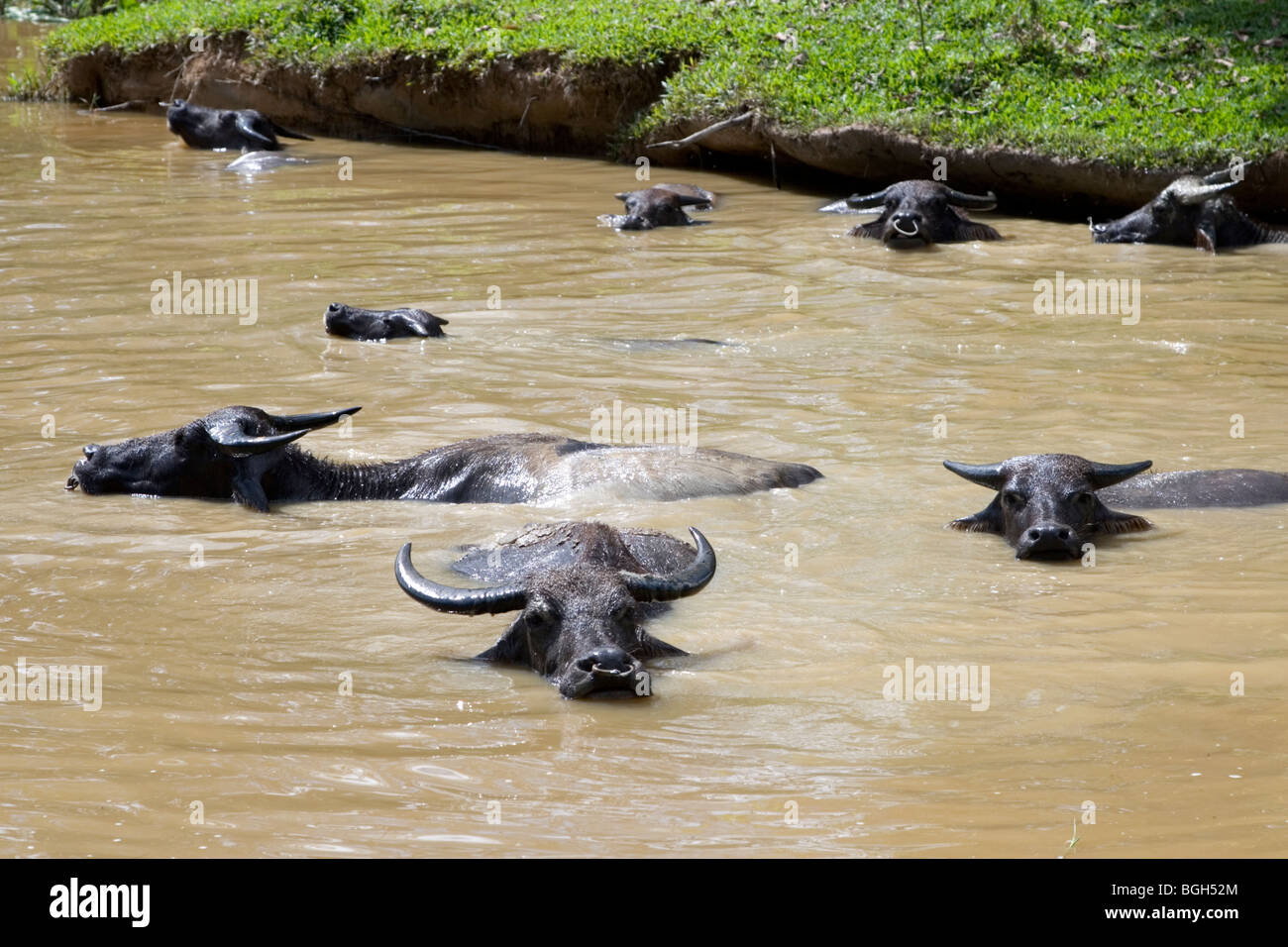 Domesticated water buffalos hi-res stock photography and images - Alamy