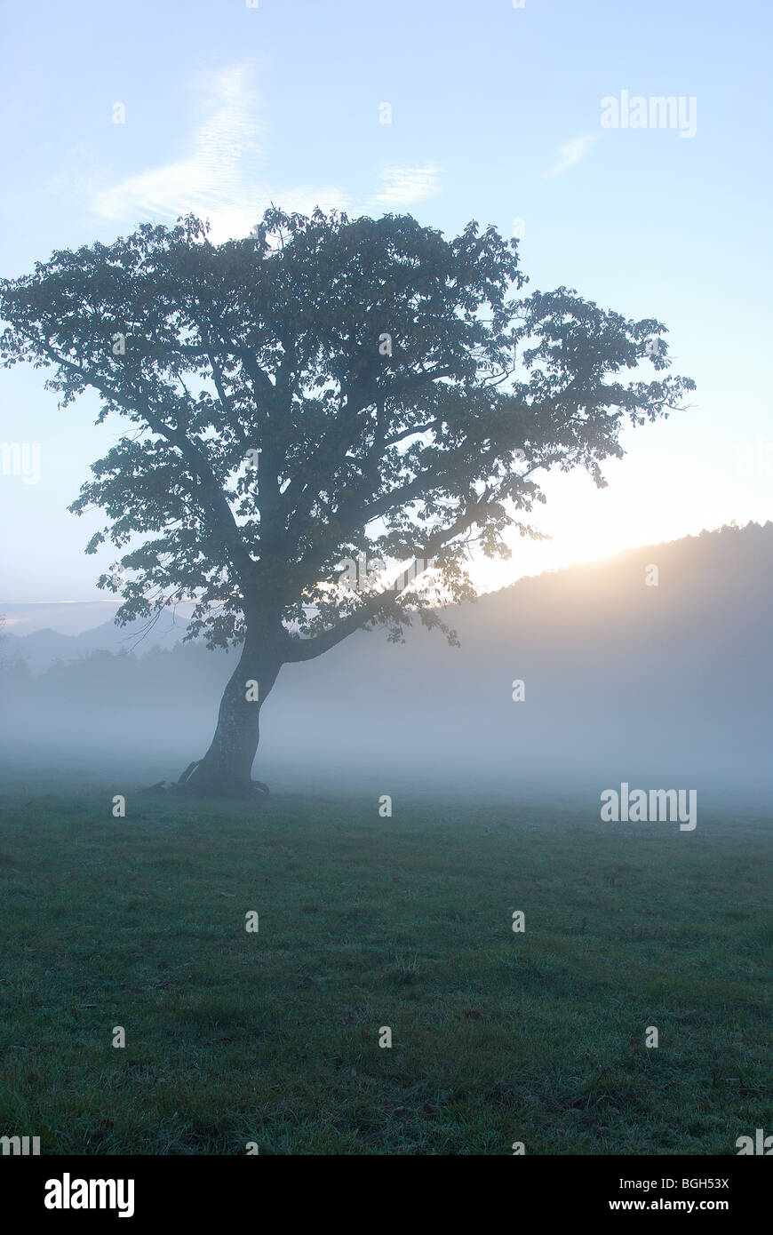 Tree in a misty field, Kijimadaira, Nagano Prefecture, Japan Stock ...