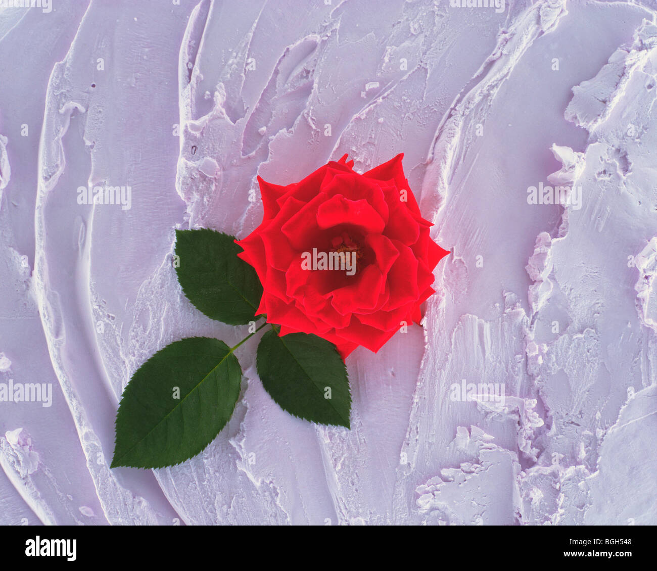 Rose on textured wall Stock Photo - Alamy