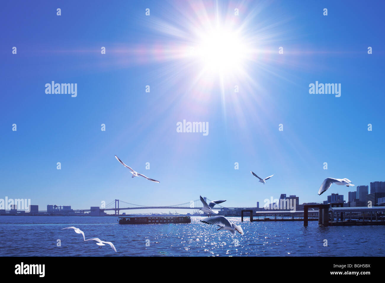 Seagulls flying around harbour, Chuo-ku, Tokyo, Japan Stock Photo - Alamy