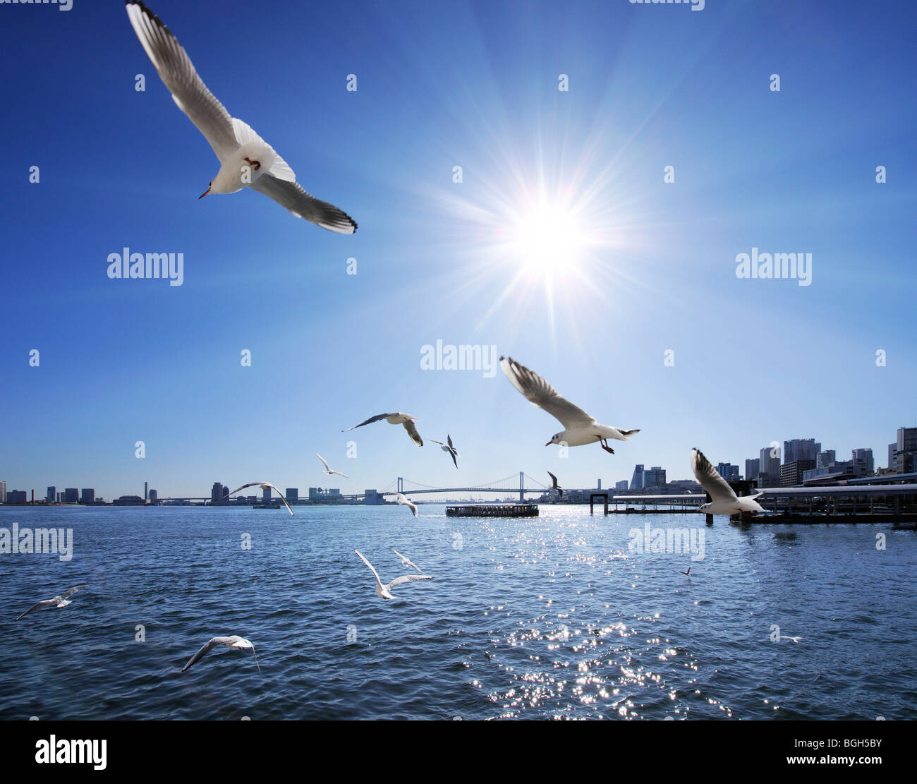 Seagulls flying around harbour, Chuo-ku, Tokyo, Japan Stock Photo - Alamy