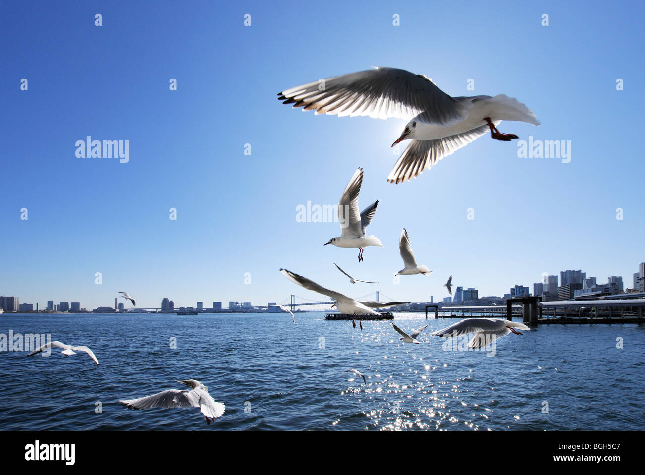 Seagulls flying around harbour, Chuo-ku, Tokyo, Japan Stock Photo - Alamy