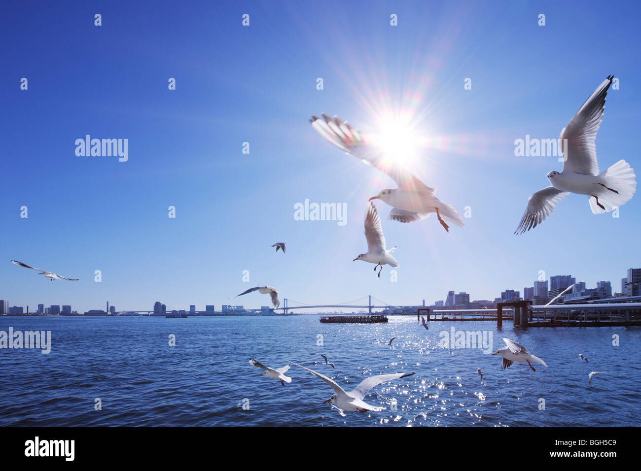 Seagulls flying around harbour, Chuo-ku, Tokyo, Japan Stock Photo - Alamy