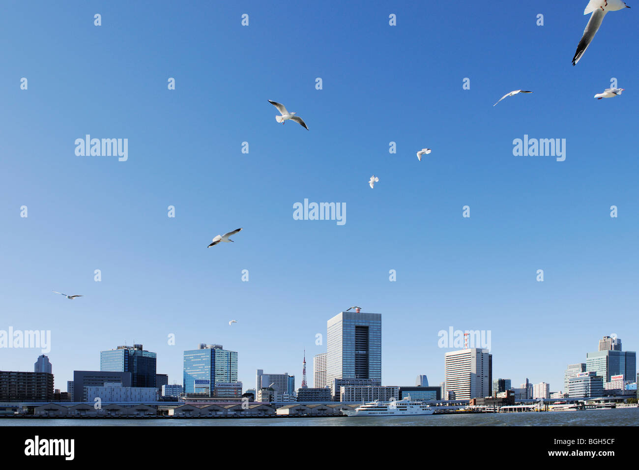 Birds flying over Tokyo skyline, Japan Stock Photo - Alamy
