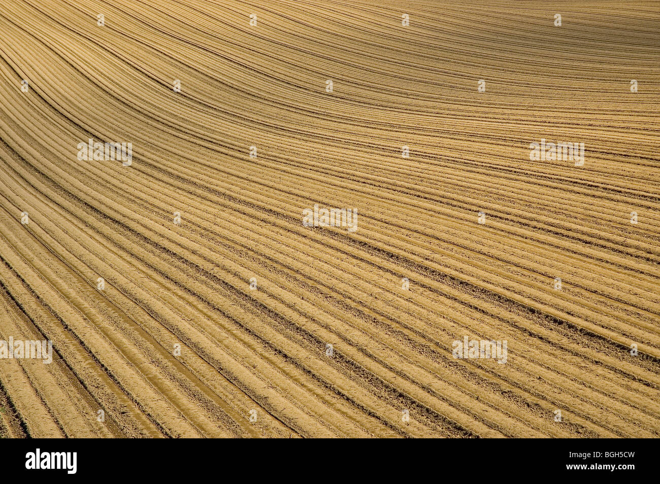Striped field, Tokachi, Hokkaido, Japan Stock Photo - Alamy