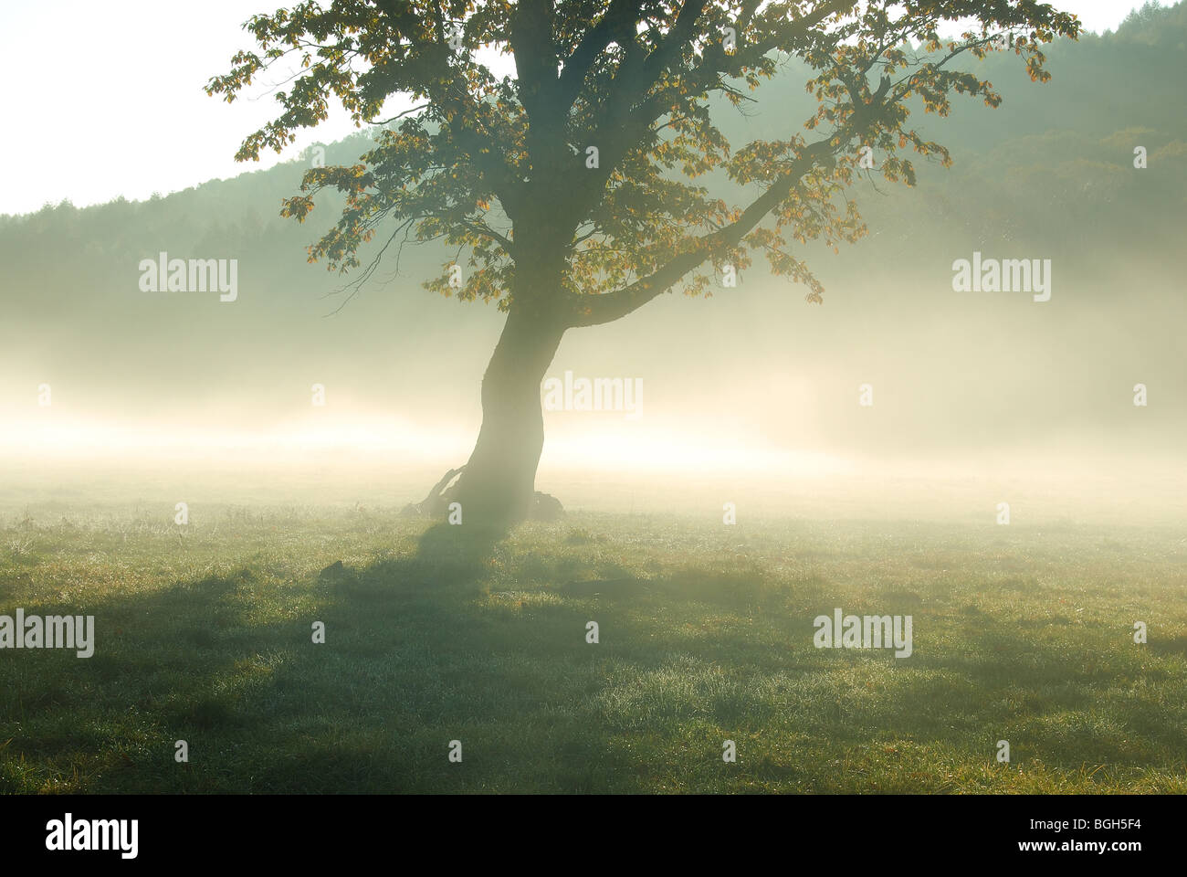 Tree in a misty field, Kijimadaira, Nagano Prefecture, Japan Stock ...