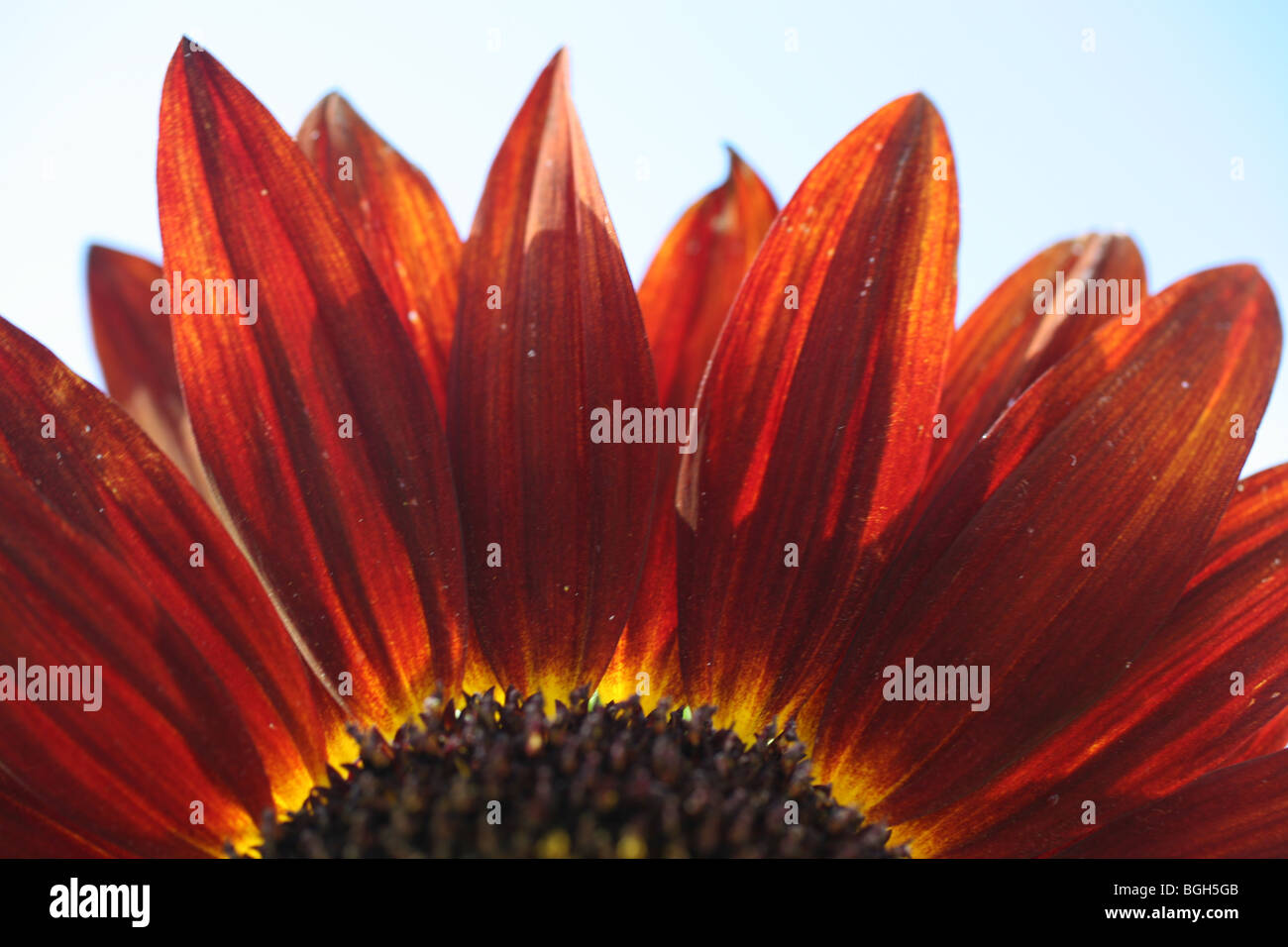 Burnt Orange Sunflower Stock Photo - Alamy