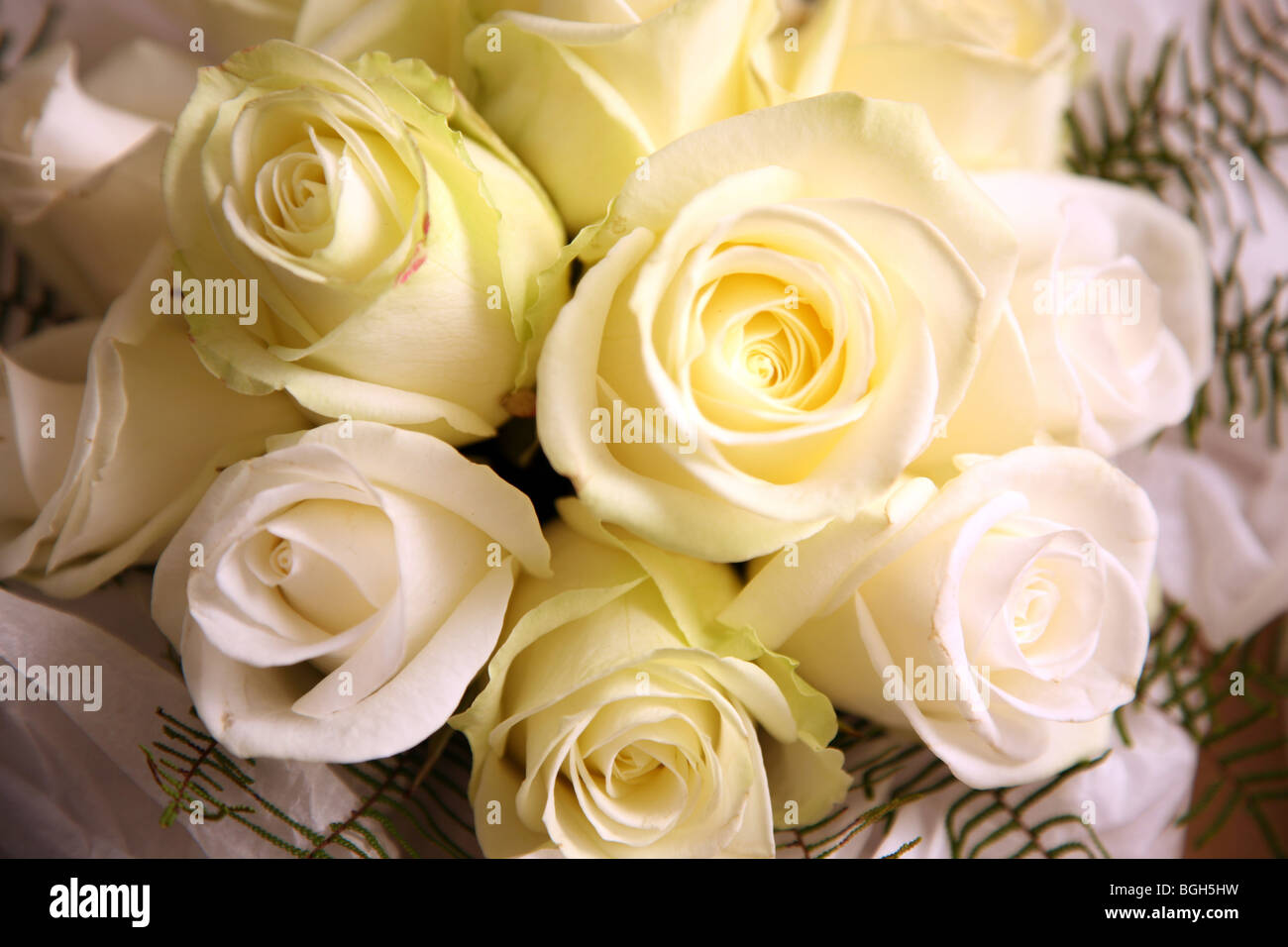 Ivory cream flowers hi-res stock photography and images - Alamy