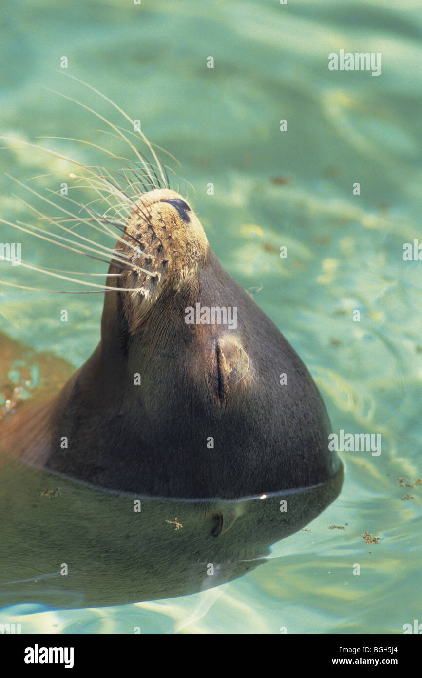 Close-up of sea lion swimming on his back looking happy Stock Photo - Alamy