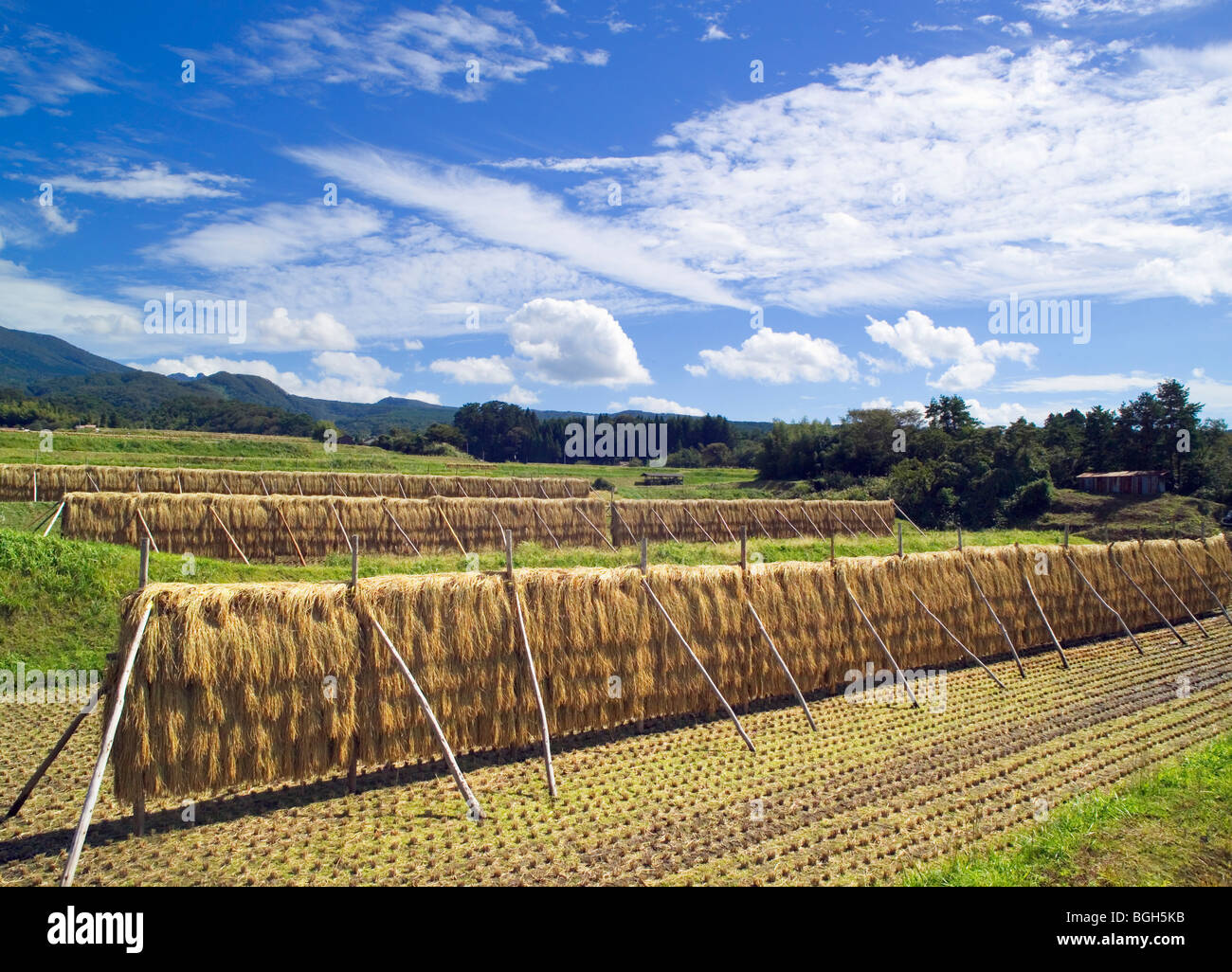 Rice drying in field Houki-machi Tottori Prefecture Japan Stock Photo ...