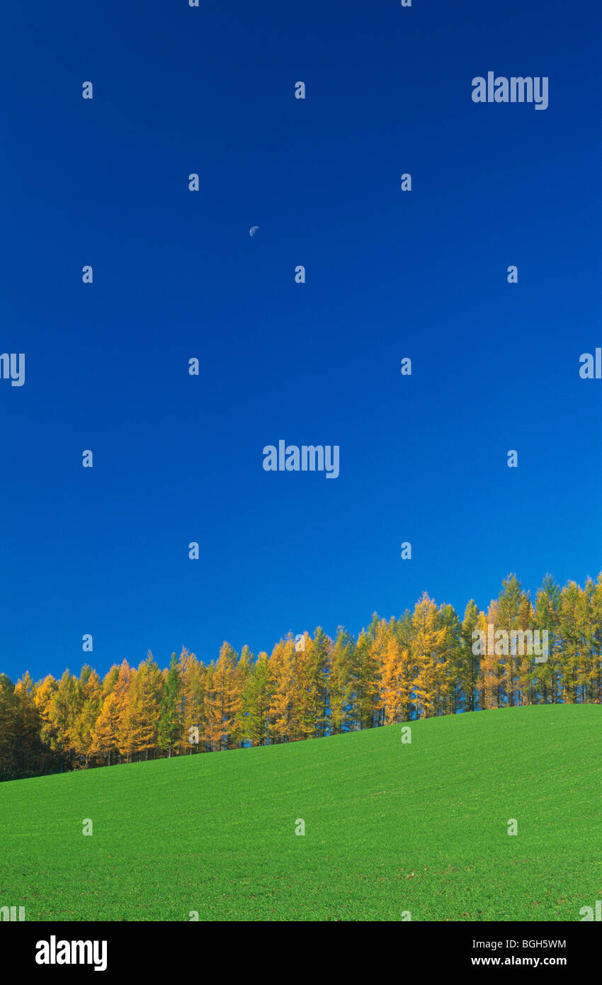 Trees lining edge of field Stock Photo - Alamy