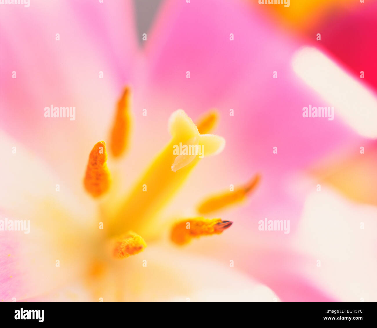 A stamen and a pistil Stock Photo - Alamy