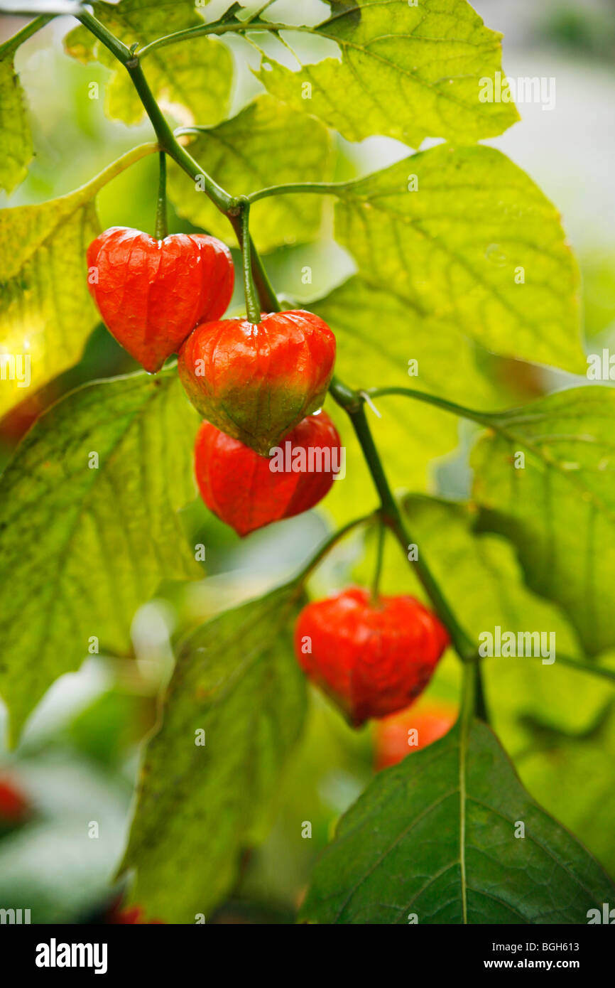 Lantern tree hi-res stock photography and images - Alamy