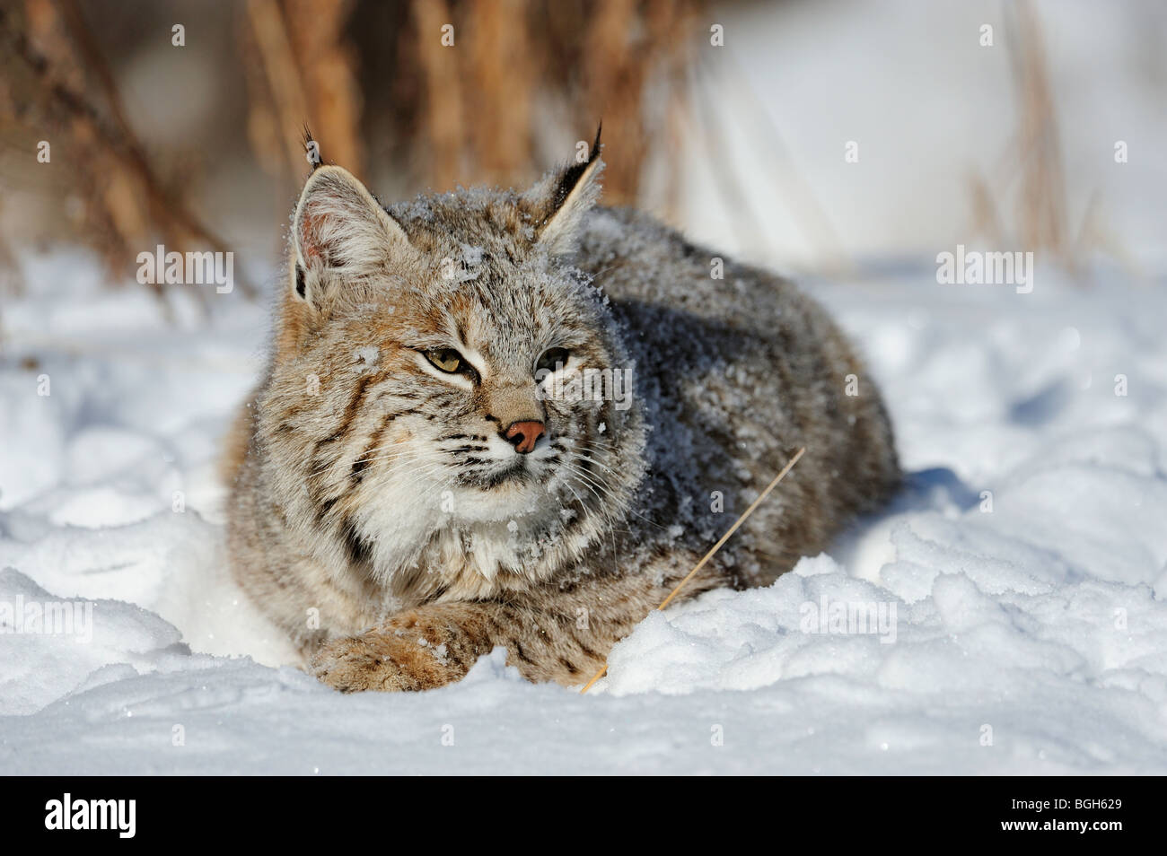 Bobcat (Lynx rufus)- captive, winter habitat, Bozeman, Montana, USA ...