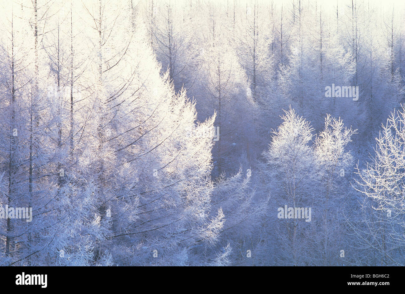 Trees on forest snow hi-res stock photography and images - Alamy