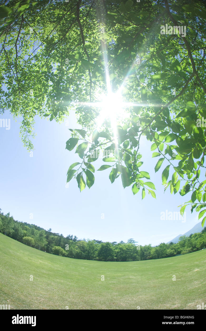 Tree in a park Karuizawa Nagano Prefecture Japan Stock Photo - Alamy