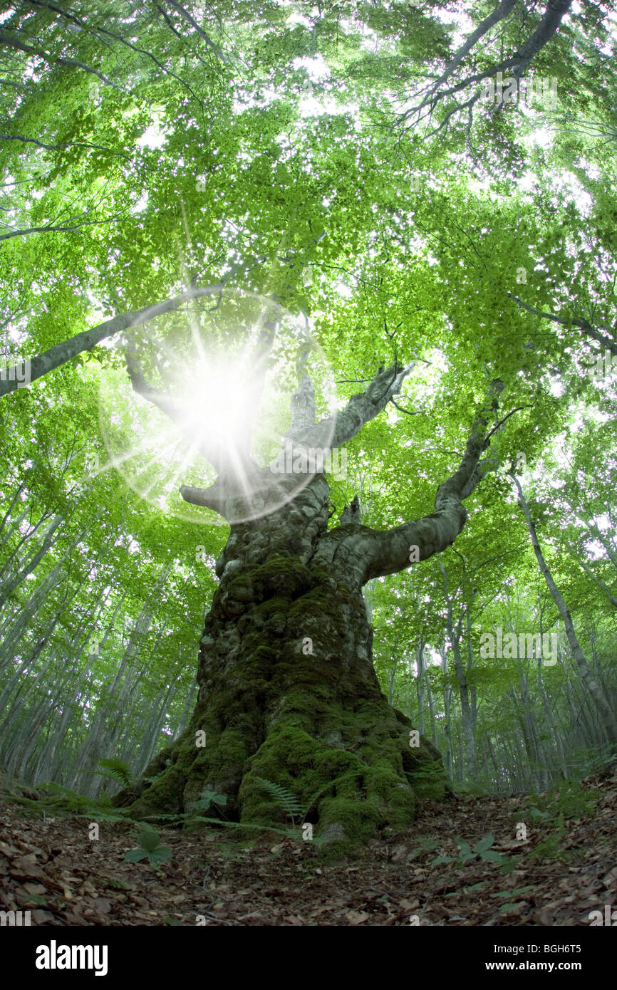 Sunlight shining through beech tree branches Appi-kogen Hachimantai ...