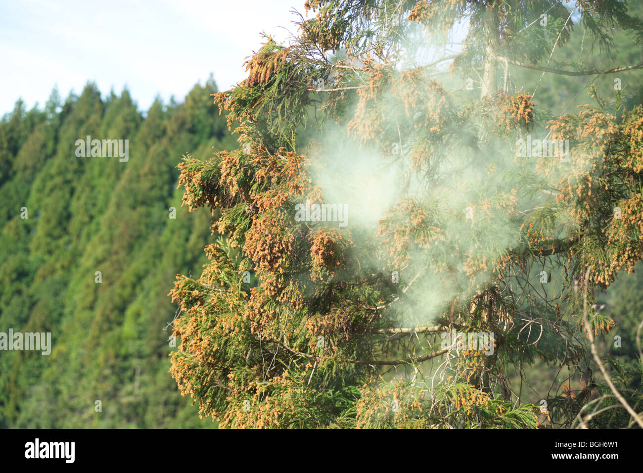 Cedar pollen, Sonobe, Kyoto, Japan Stock Photo - Alamy