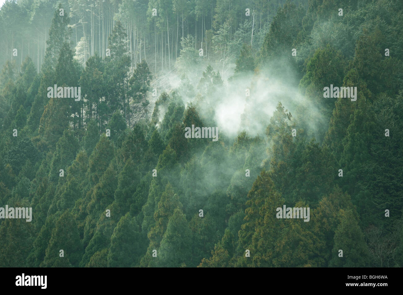 Japan cedar pollen hi-res stock photography and images - Alamy