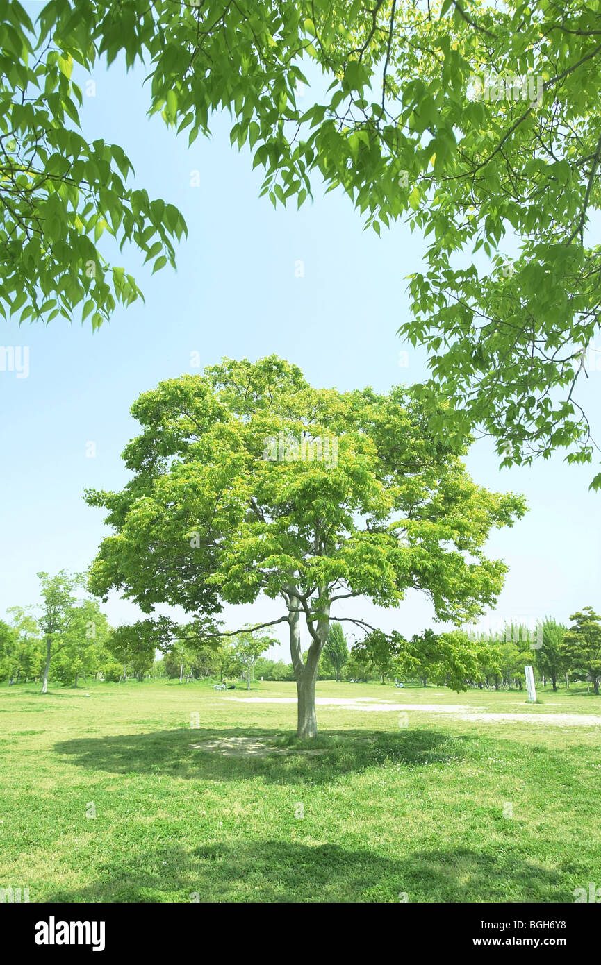 Tree in Osaka City Park, Osaka, Japan Stock Photo - Alamy