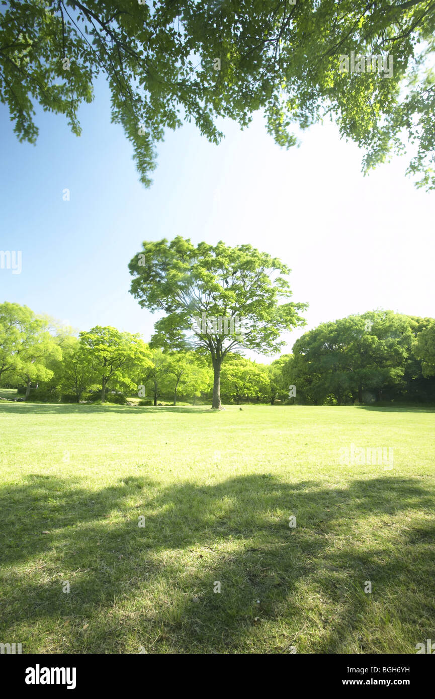 Tree in Osaka City Park, Osaka, Japan Stock Photo - Alamy