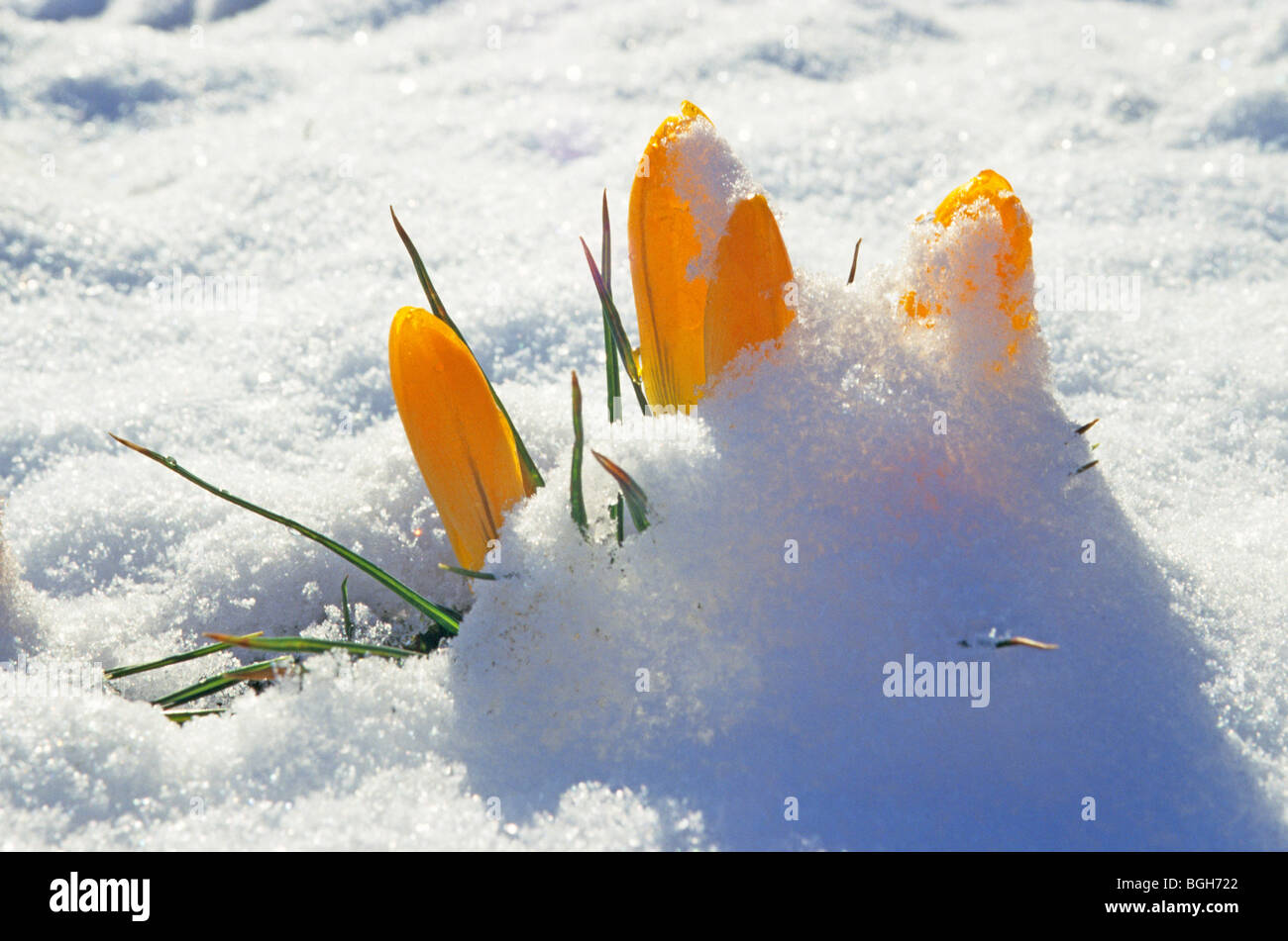 Flowers growing through snow hi-res stock photography and images - Alamy