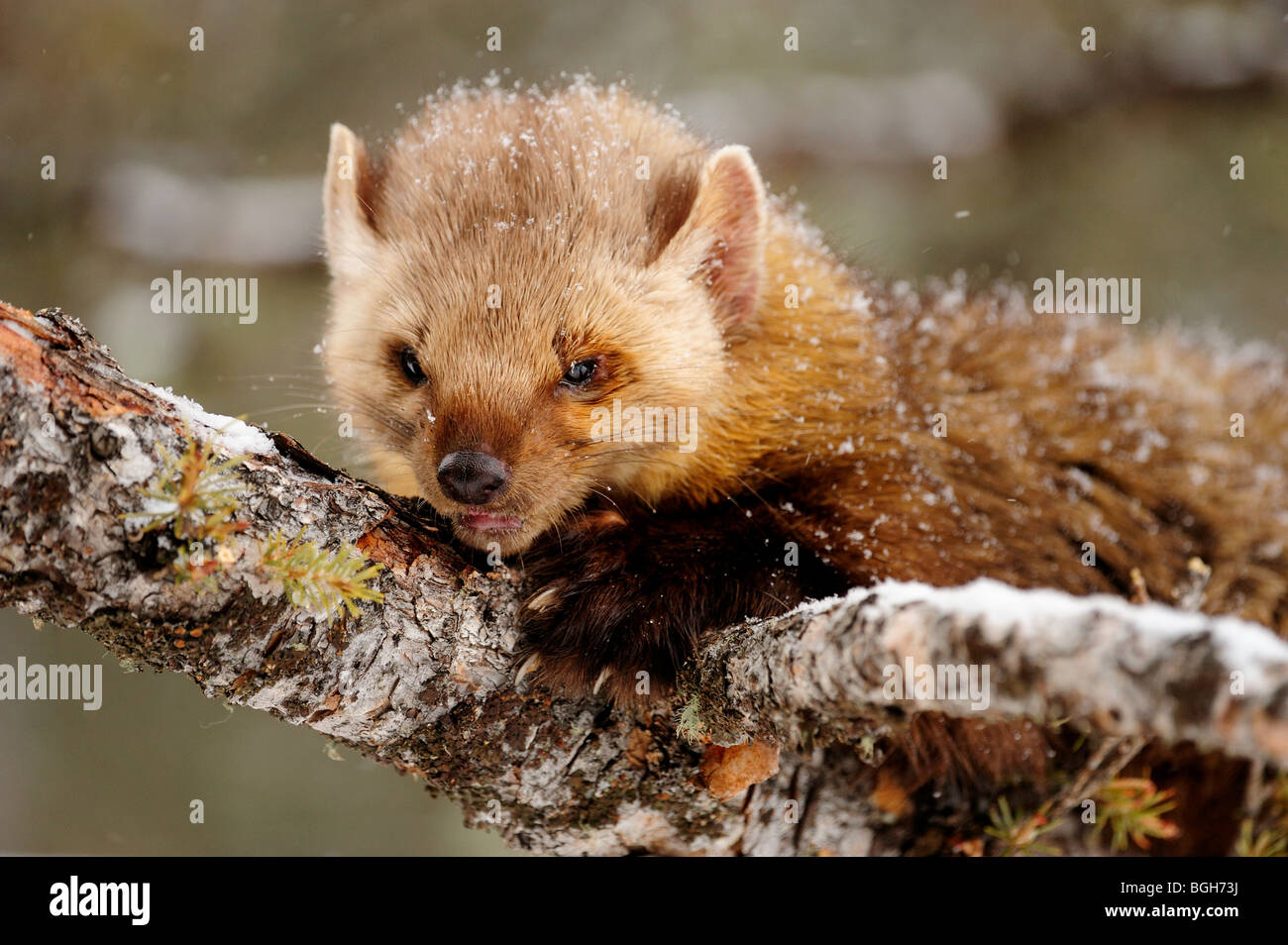 American Marten High Resolution Stock Photography and Images - Alamy