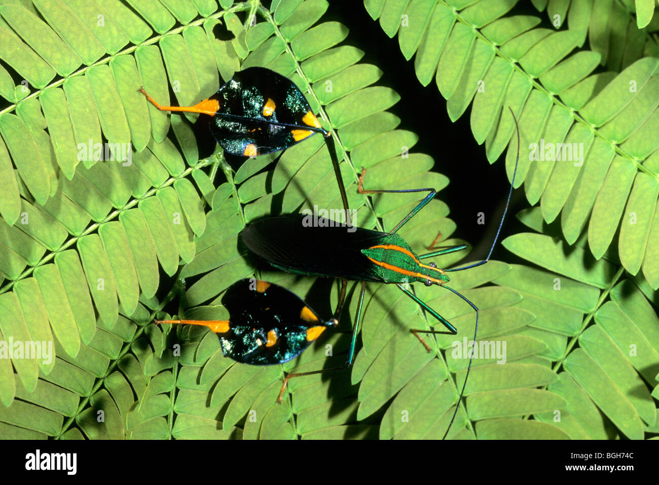 Flag-footed Bug (Anisocelis sp Stock Photo - Alamy