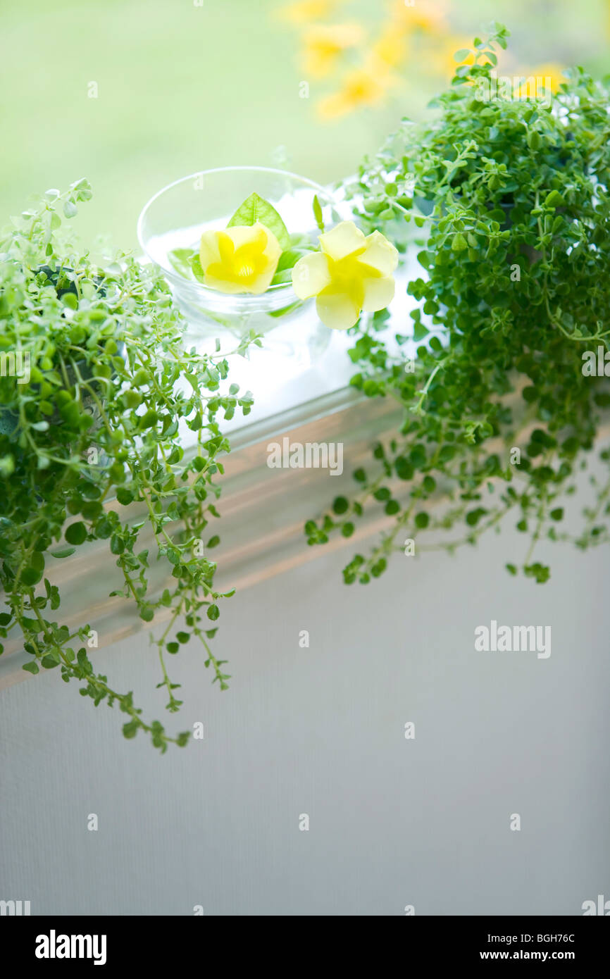 Ferns on a window sill Stock Photo - Alamy