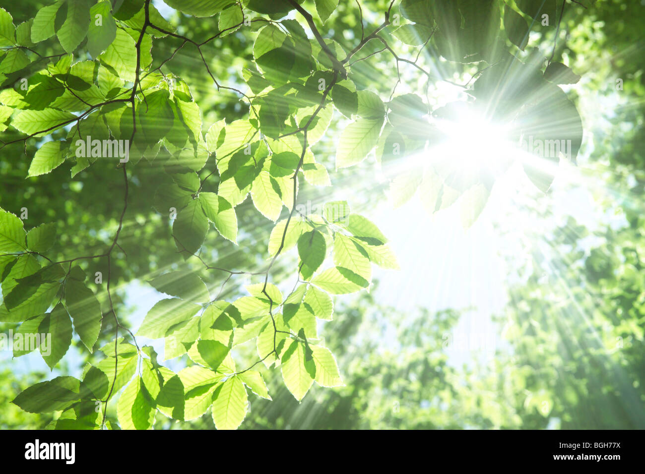Sunbeams shining through branches of trees Stock Photo - Alamy