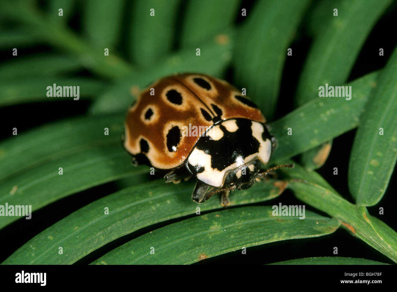Ladybird beetle hi-res stock photography and images - Alamy