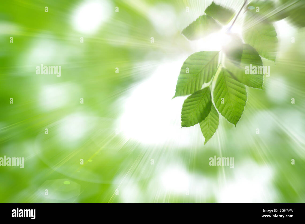 High beech trees leaves hi-res stock photography and images - Alamy