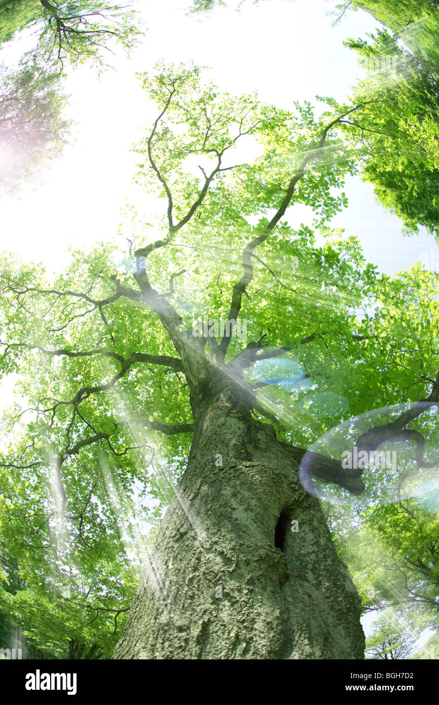 Large tree in forest Stock Photo - Alamy