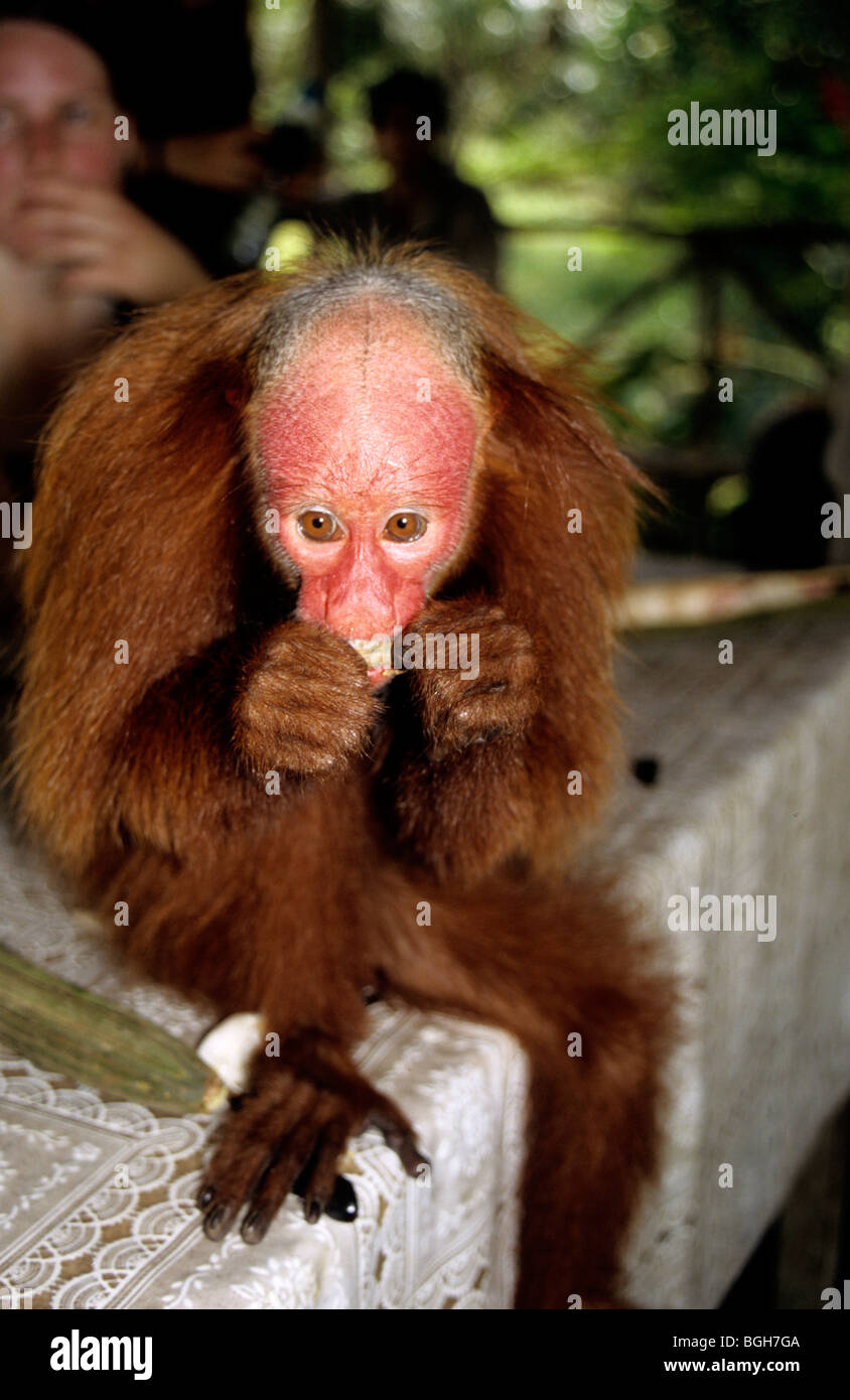Red Uakari monkey (Cacajao calvus ucayalii), Iquitos, Peru, captive ...