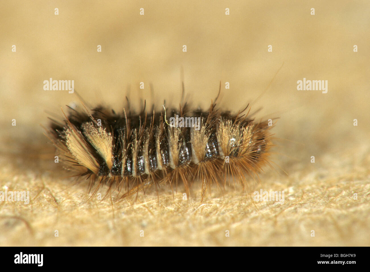 Museum Beetle (Anthrenus museorum), larva Stock Photo - Alamy