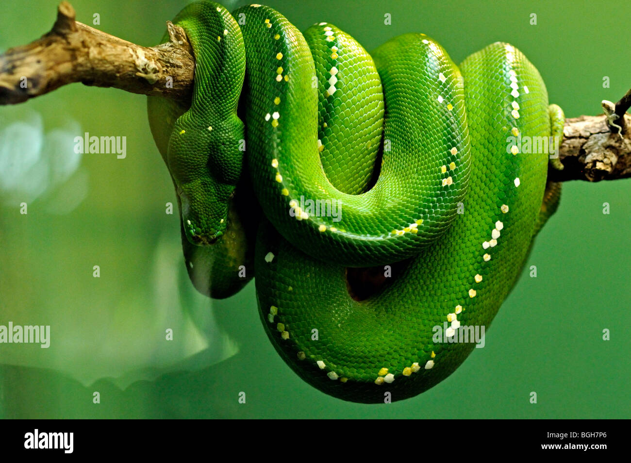 Boa green snake reptile animal hi-res stock photography and images - Alamy
