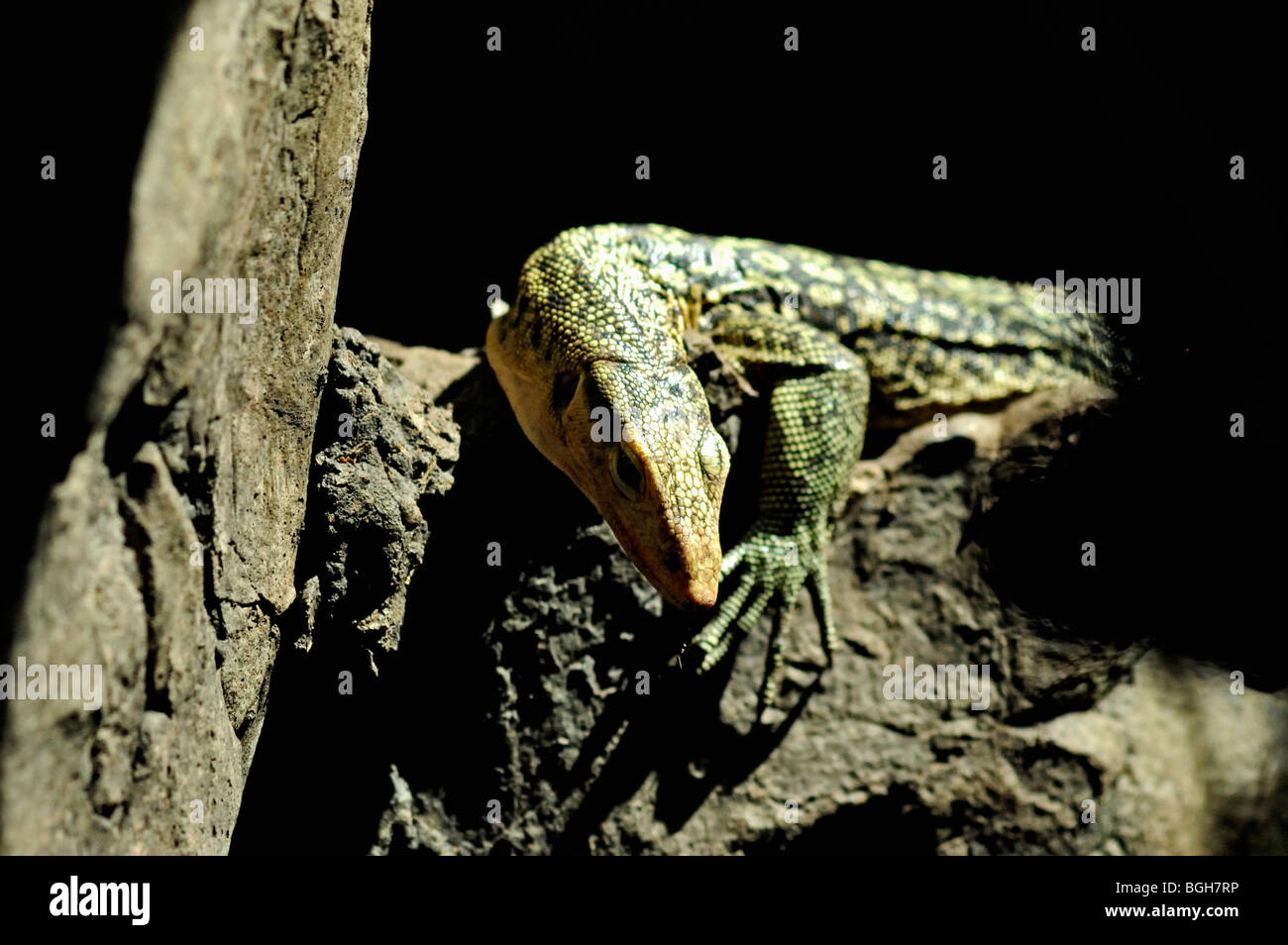 Monitor lizard in the San Diego zoo in USA Stock Photo - Alamy