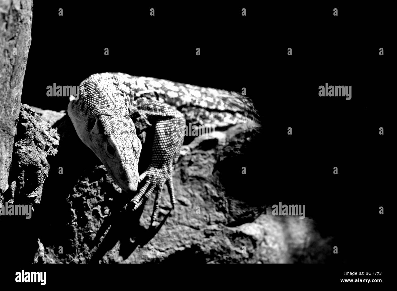 Monitor lizard in the San Diego zoo in USA Stock Photo - Alamy