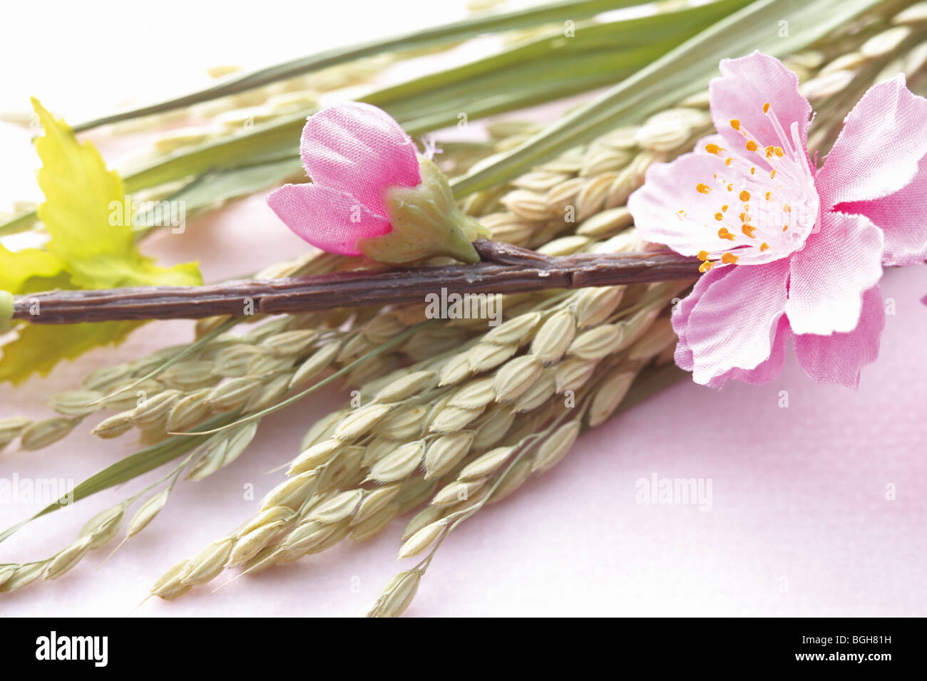 Pink peach flowers and rice plant Stock Photo - Alamy