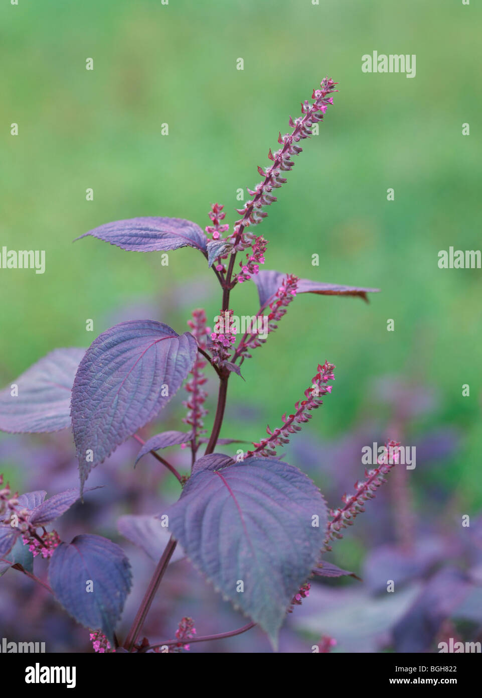 Shiso flower hi-res stock photography and images - Alamy