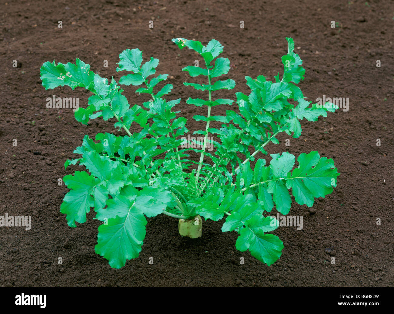Daikon radish japan hi-res stock photography and images - Alamy