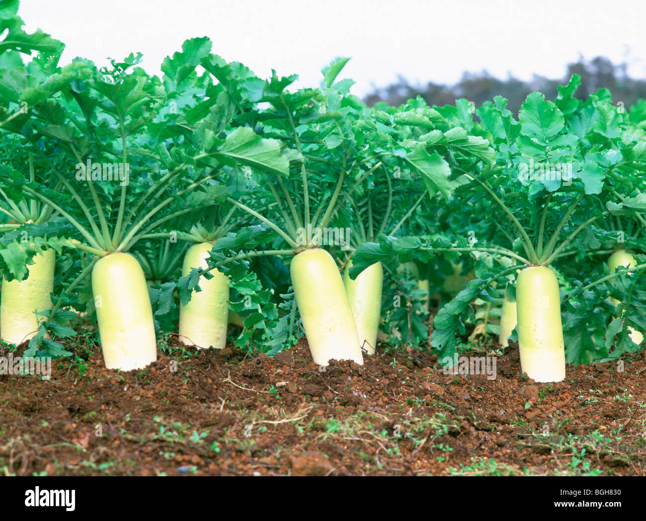 Japanese daikon radishes hi-res stock photography and images - Alamy
