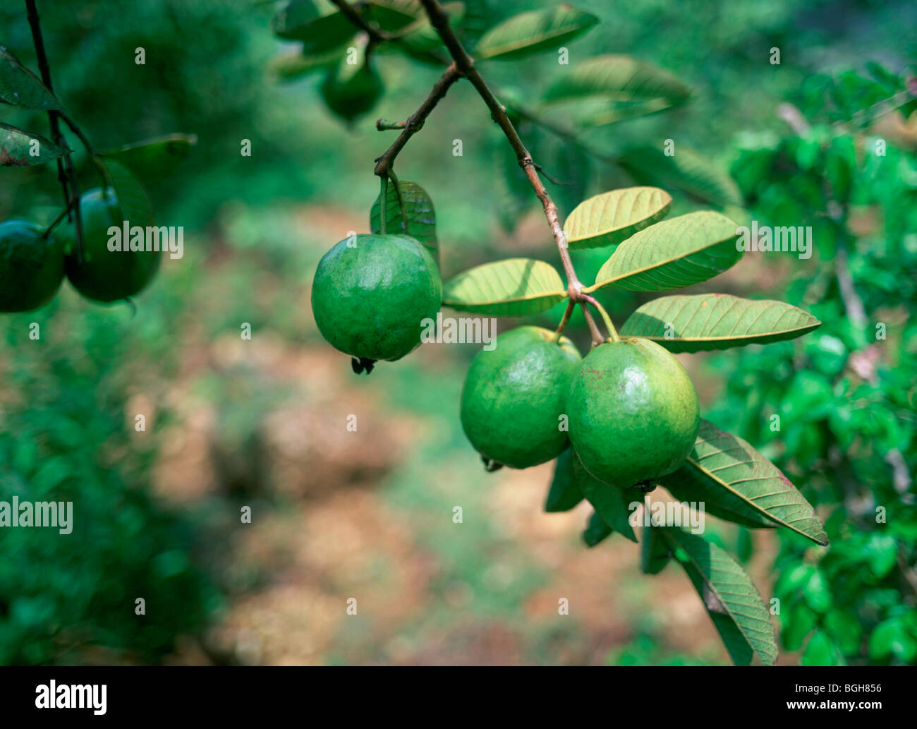 Guava orchard hi-res stock photography and images - Alamy