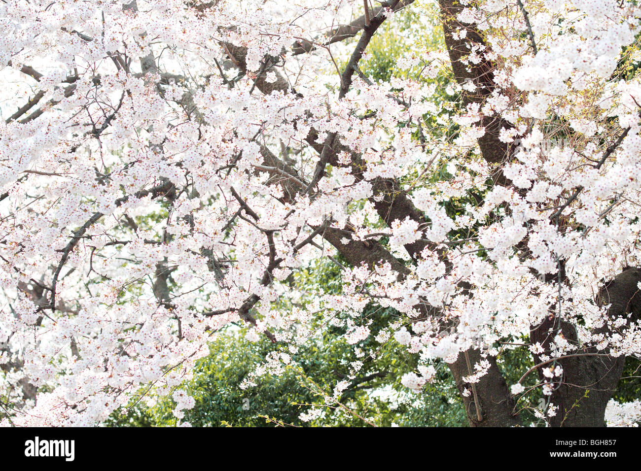 A cherry tree in full bloom Stock Photo - Alamy