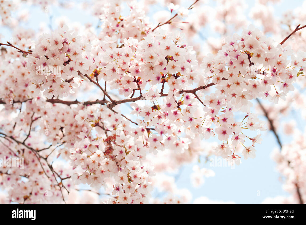 A cherry tree in full bloom Stock Photo - Alamy