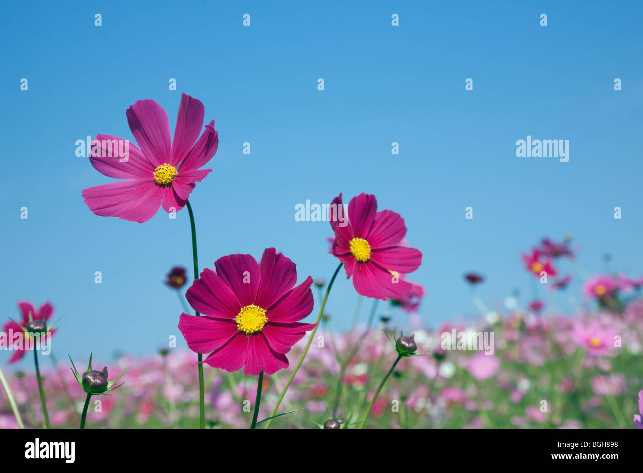 Field of cosmos under a clear blue sky Osaka Japan Stock Photo - Alamy