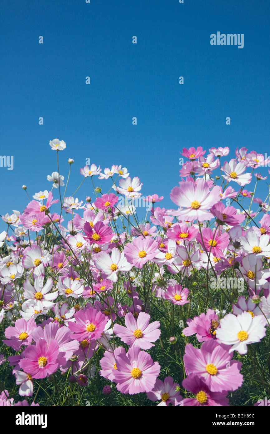 Field of cosmos under a clear blue sky Stock Photo - Alamy