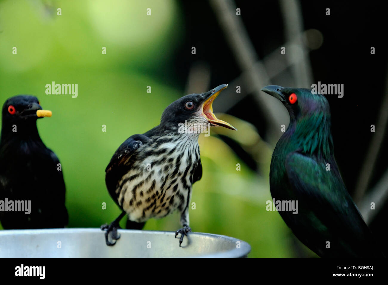 Feeding birds in an aviary in the San Diego zoo in USA Stock Photo - Alamy