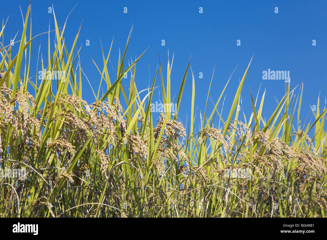 Field of rice and clear blue sky Stock Photo - Alamy